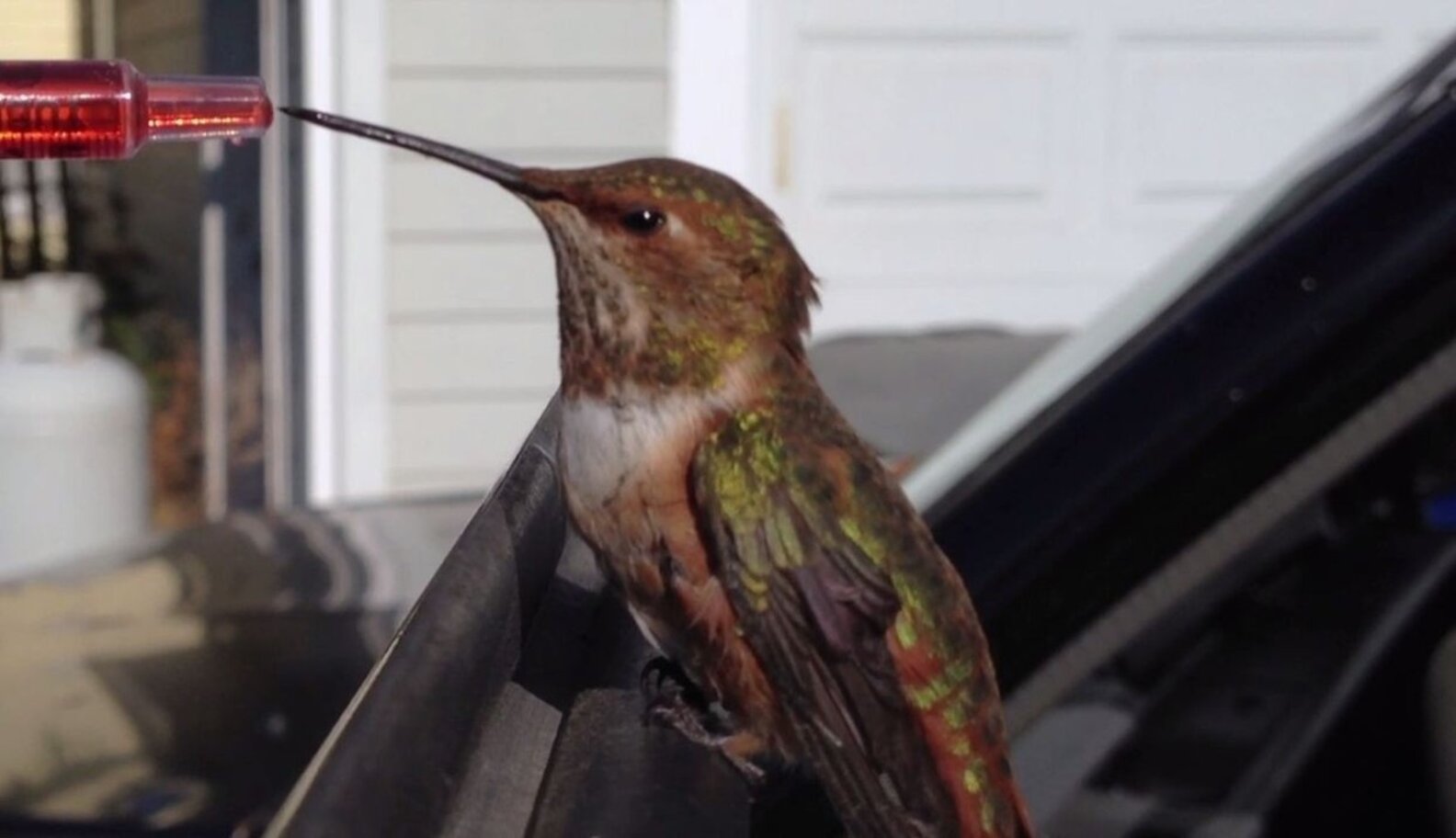 Firefighter Rescues Tiny Hummingbird, Nurses Her Back To Health - The Dodo
