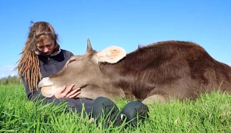 Grateful Bull Snuggles Up To His Rescuer Just Like A Big Puppy - The Dodo