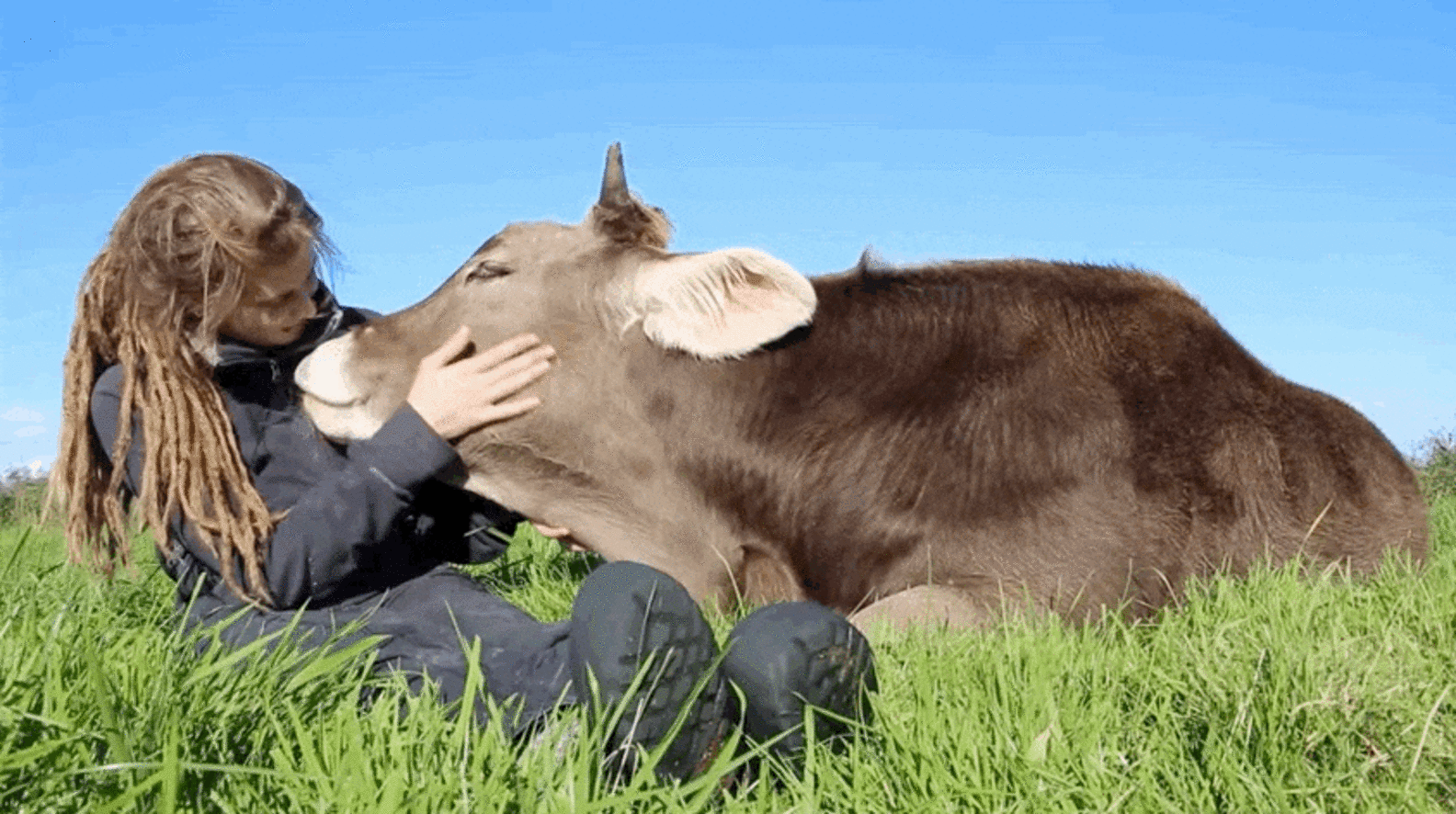 Grateful Bull Snuggles Up To His Rescuer Just Like A Big Puppy - The Dodo
