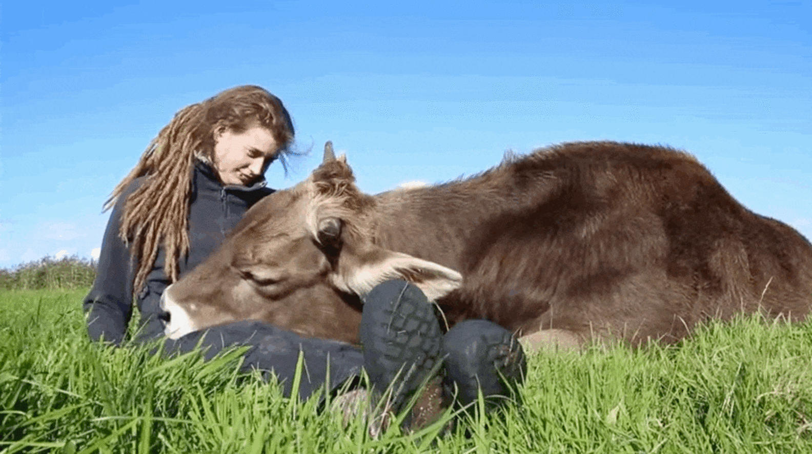 Grateful Bull Snuggles Up To His Rescuer Just Like A Big Puppy - The Dodo