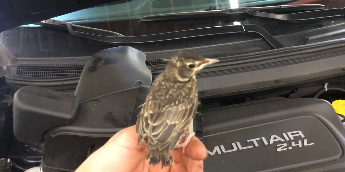 Bird Rescued From Hood Of Car Video - The Dodo