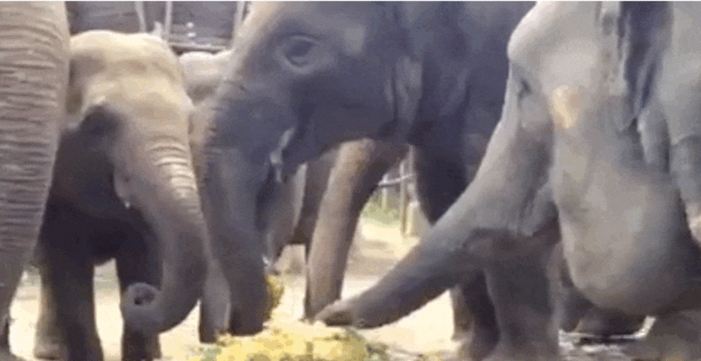 Birthday Elephant Digs Into Her Special Cake … Then Shares With Her ...