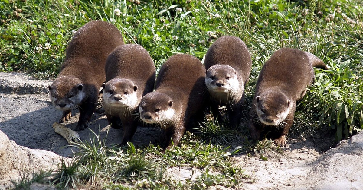 7 Animal Siblings Who Are The Best Brothers And Sisters Ever - The Dodo