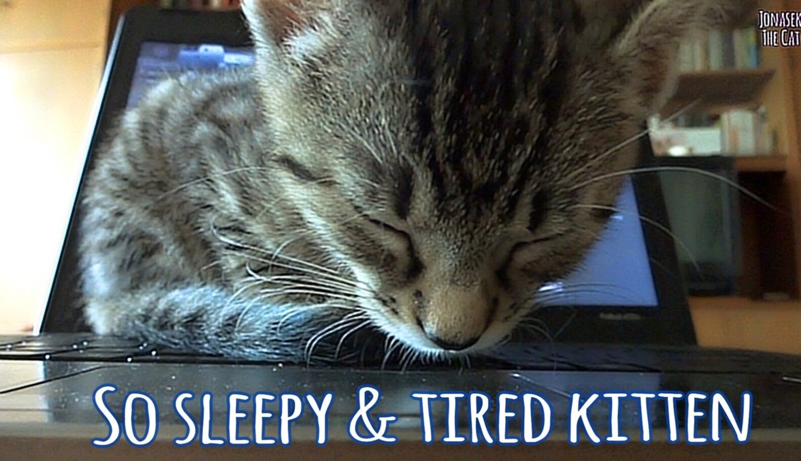 Cute kitten so sleepy & tired (& slowly falling asleep on a laptop ...