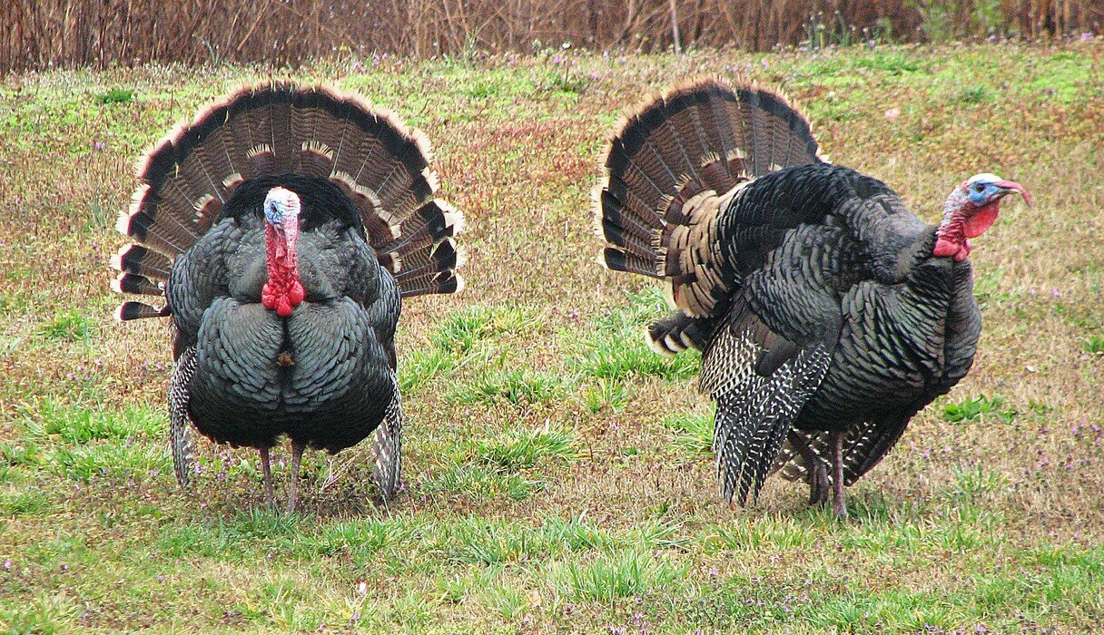 7 Animal Siblings Who Are The Best Brothers And Sisters Ever - The Dodo