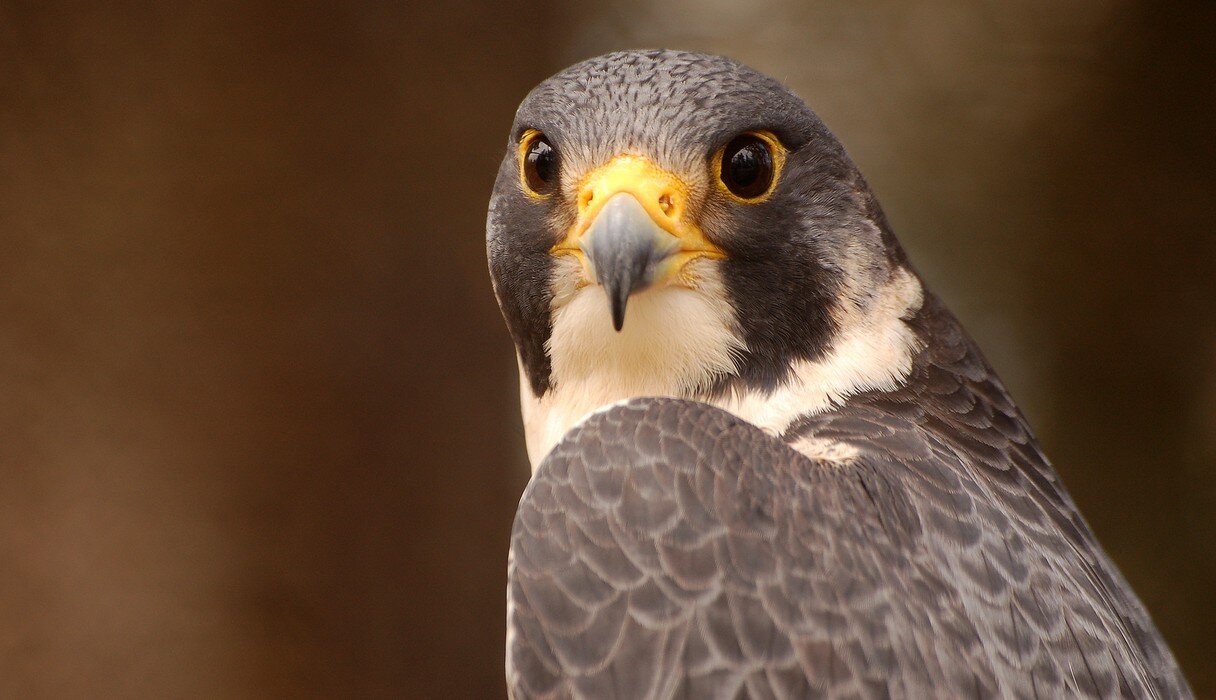 7 Animal Siblings Who Are The Best Brothers And Sisters Ever - The Dodo