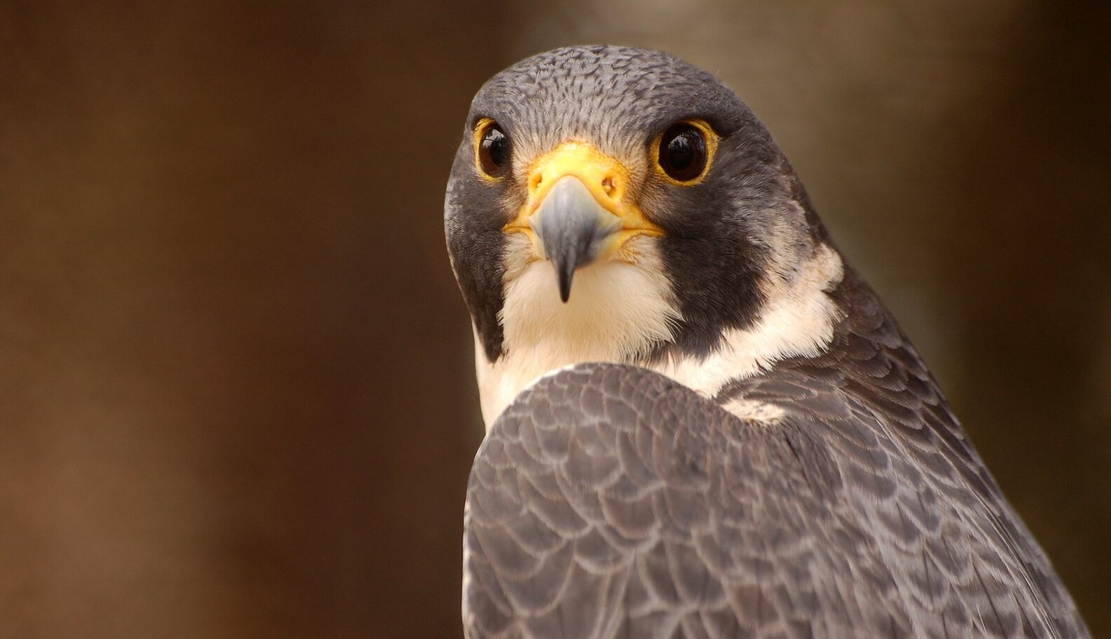 7 Animal Siblings Who Are The Best Brothers And Sisters Ever - The Dodo