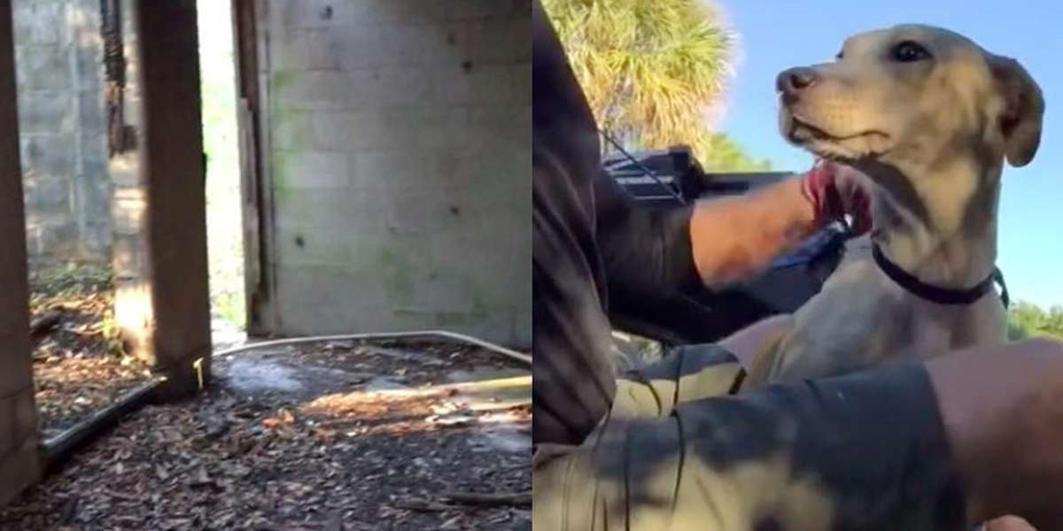 Dog Living In Burned-Out House Gets Her First Warm Bath - The Dodo