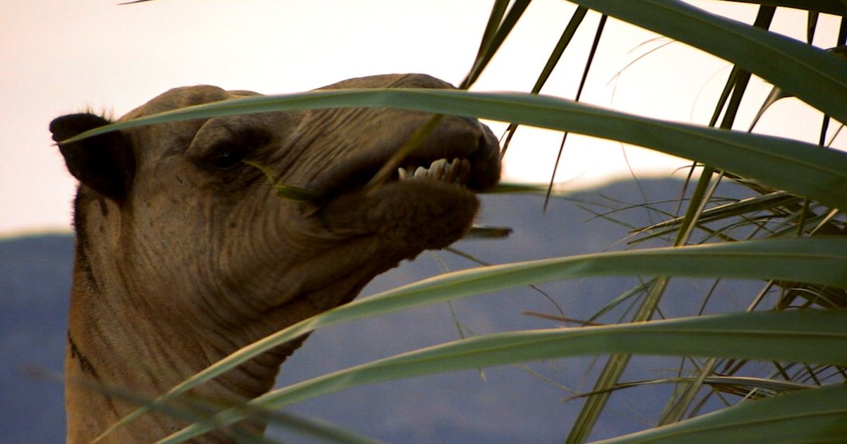 What's Inside A Camel's Hump? - The Dodo
