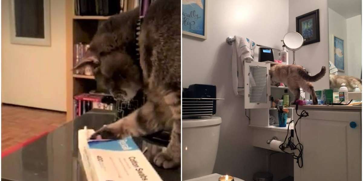 These Cats Are Obsessed With Q-Tips — And Will Do Anything To Find Them ...