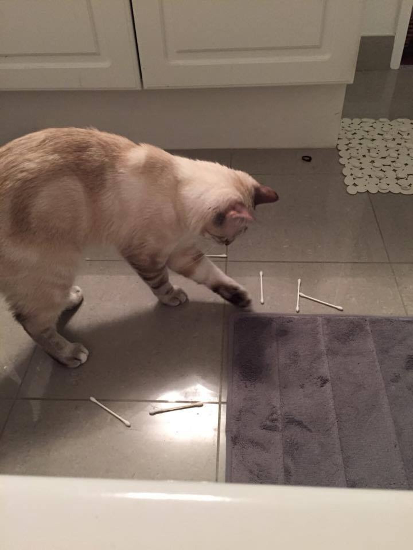 These Cats Are Obsessed With Q-Tips — And Will Do Anything To Find Them ...