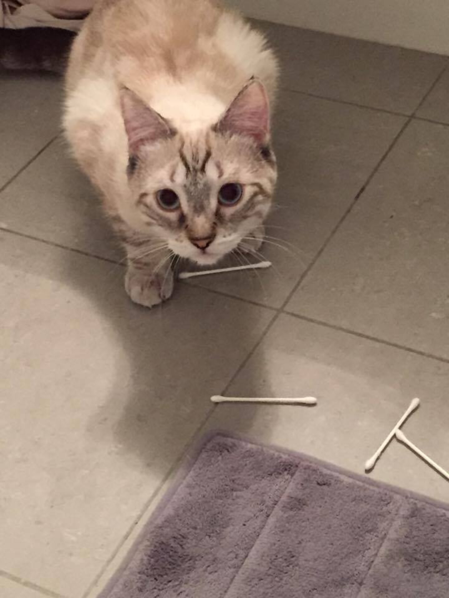 These Cats Are Obsessed With Q-Tips — And Will Do Anything To Find Them ...