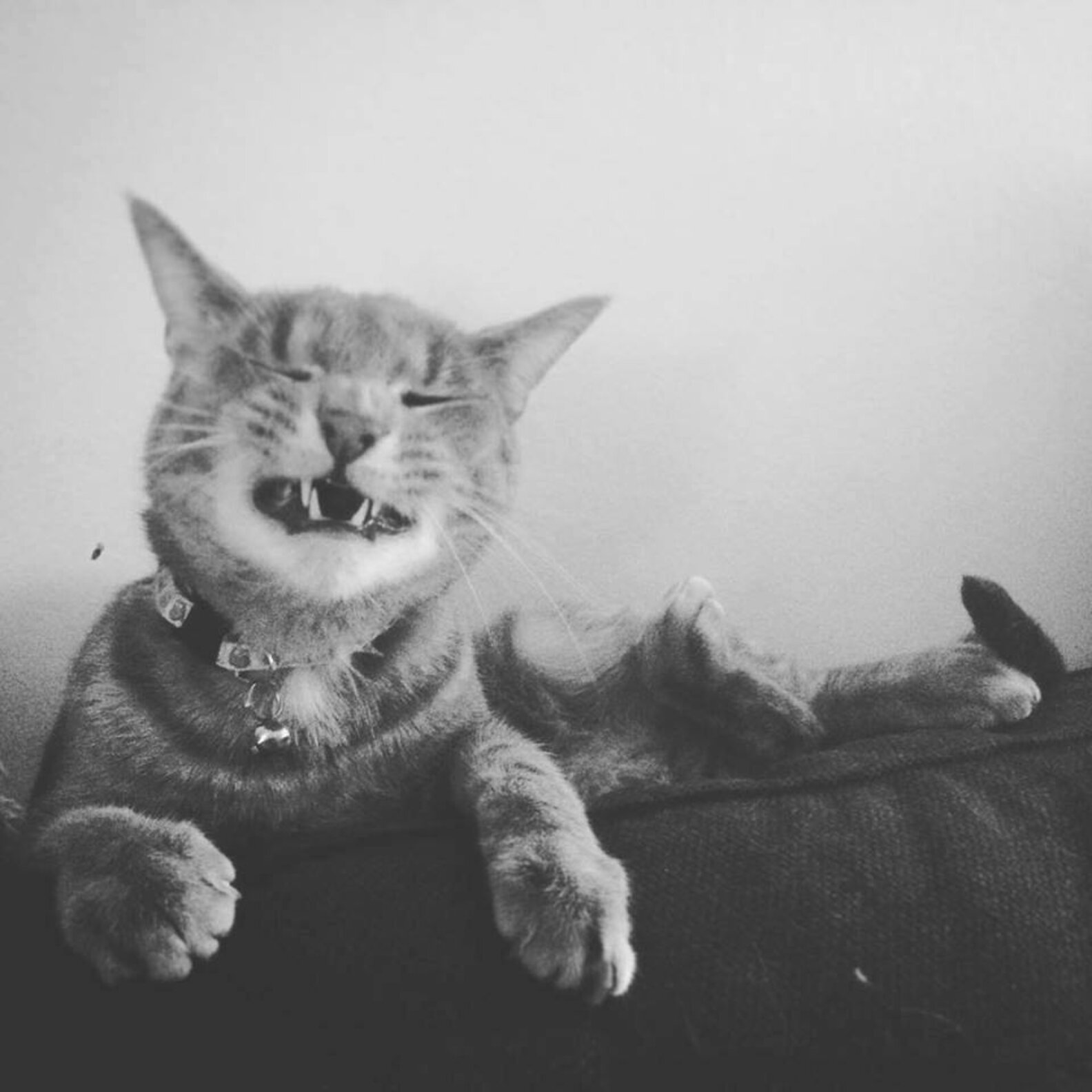 These Cats Are Obsessed With Q-Tips — And Will Do Anything To Find Them ...