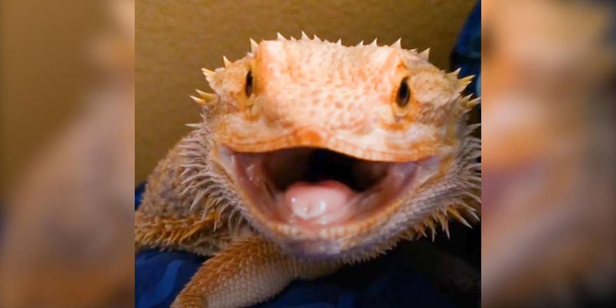 Lizard Is Smiling For A Reason - Videos - The Dodo
