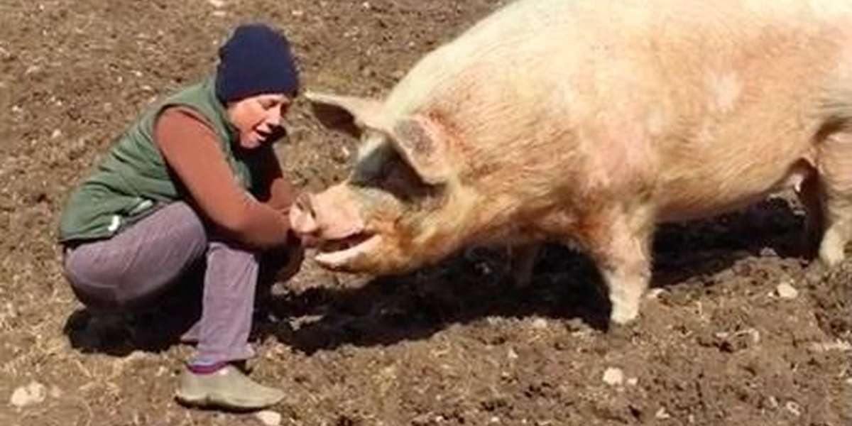 Watch This Happy Pig Out-Purr Your Cat - The Dodo