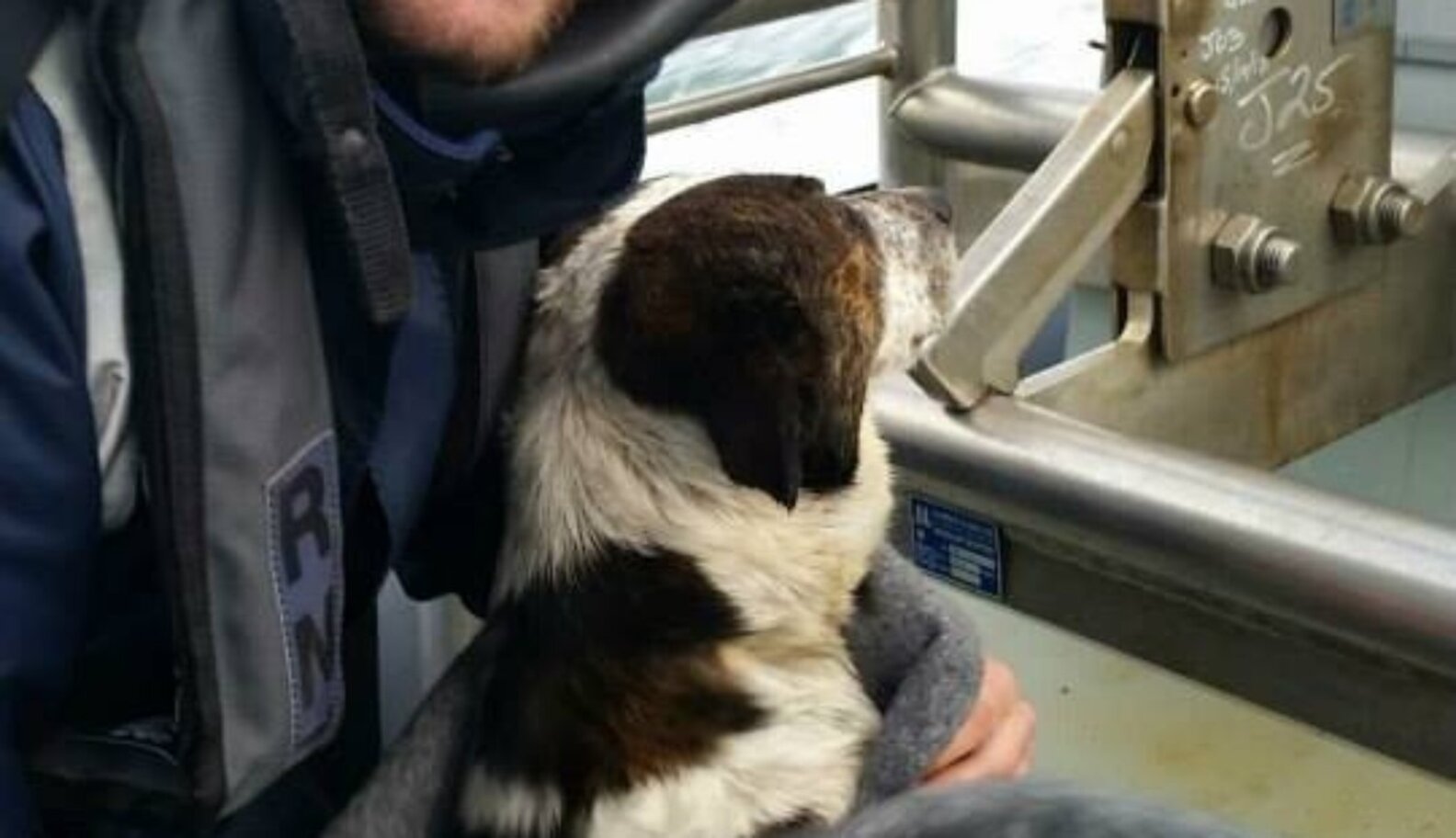 Dog Washed Out To Sea Survives For Days Atop A Piece Of Driftwood - The ...