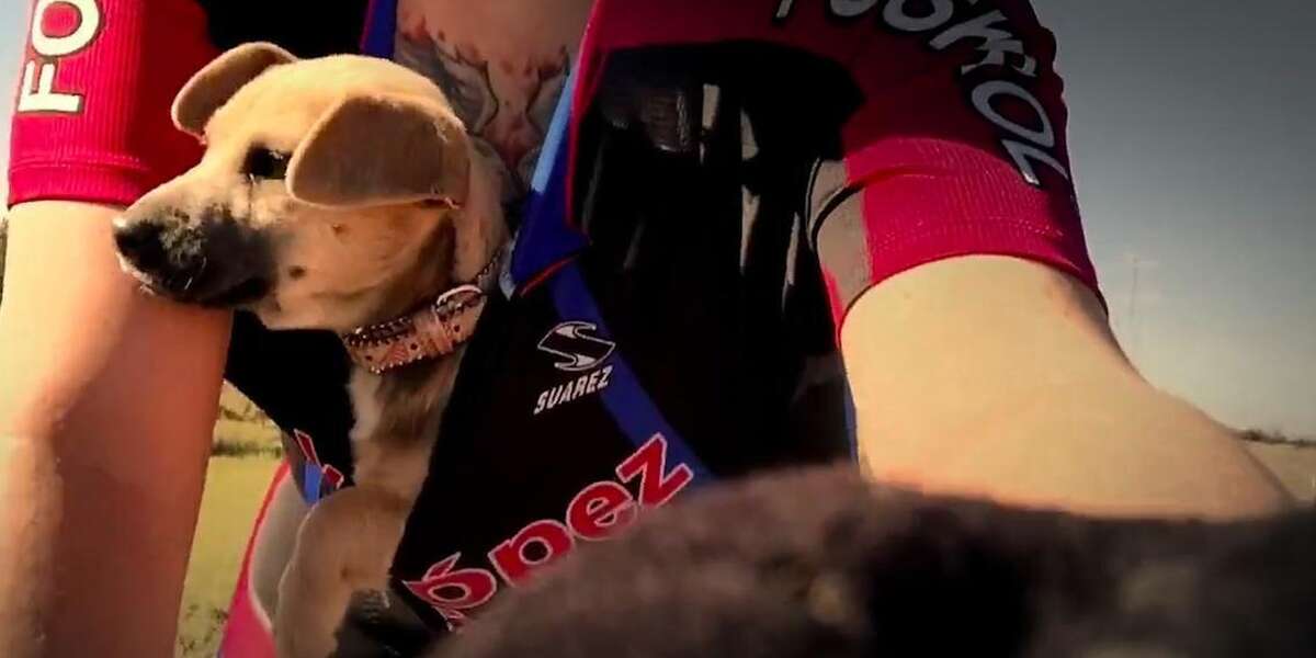 Stranded Dog Gets Help From A Kind Stranger - The Dodo