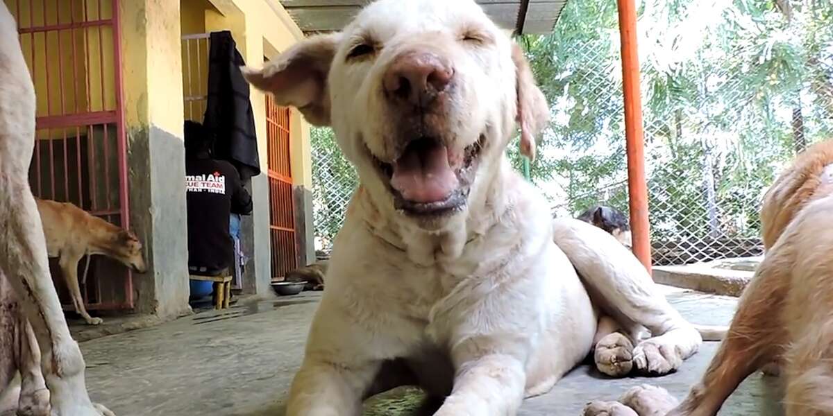 Dog Covered In Mange Waits For Someone To Rescue Him - The Dodo