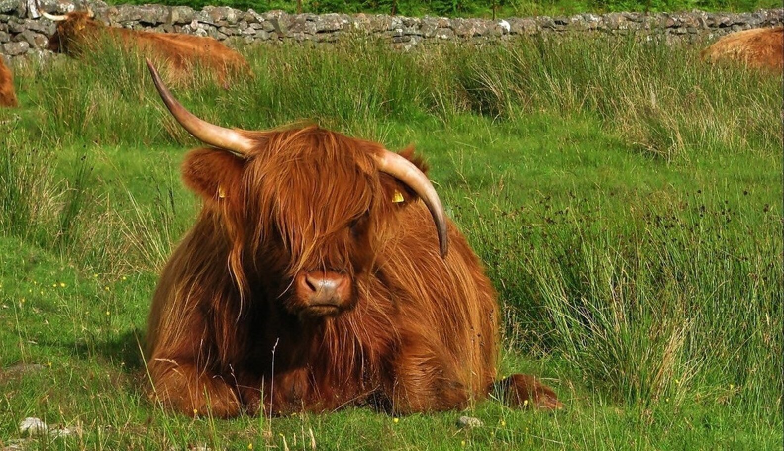 18 Cows You Can't Believe Are Even Real - The Dodo