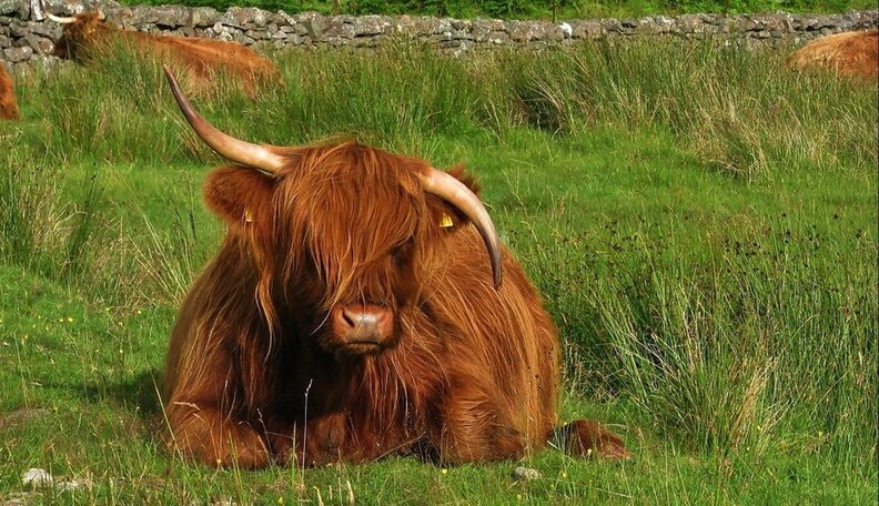 18 Cows You Can't Believe Are Even Real - The Dodo