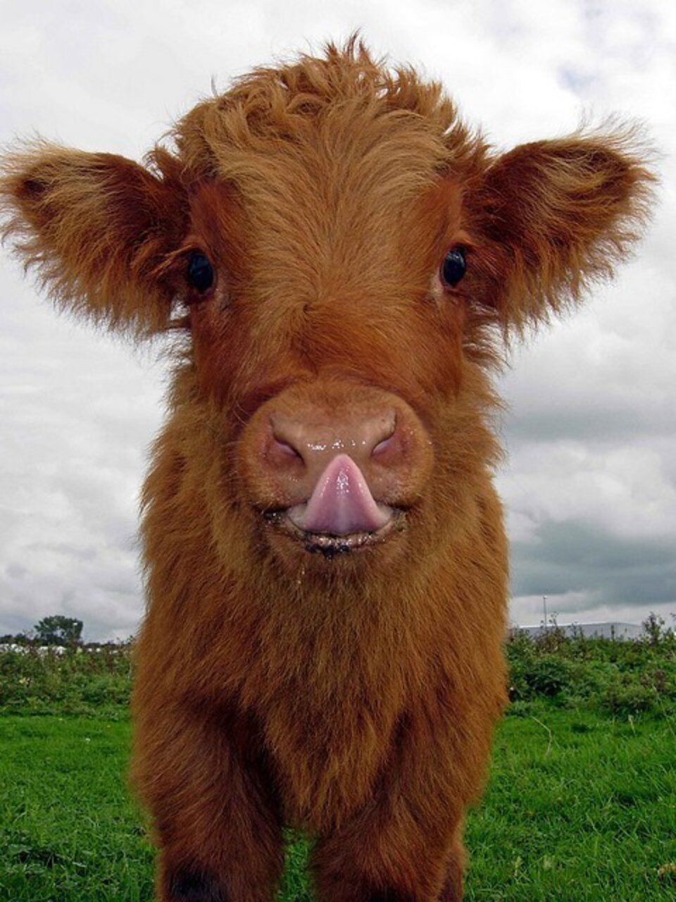 18 Cows You Can't Believe Are Even Real - The Dodo