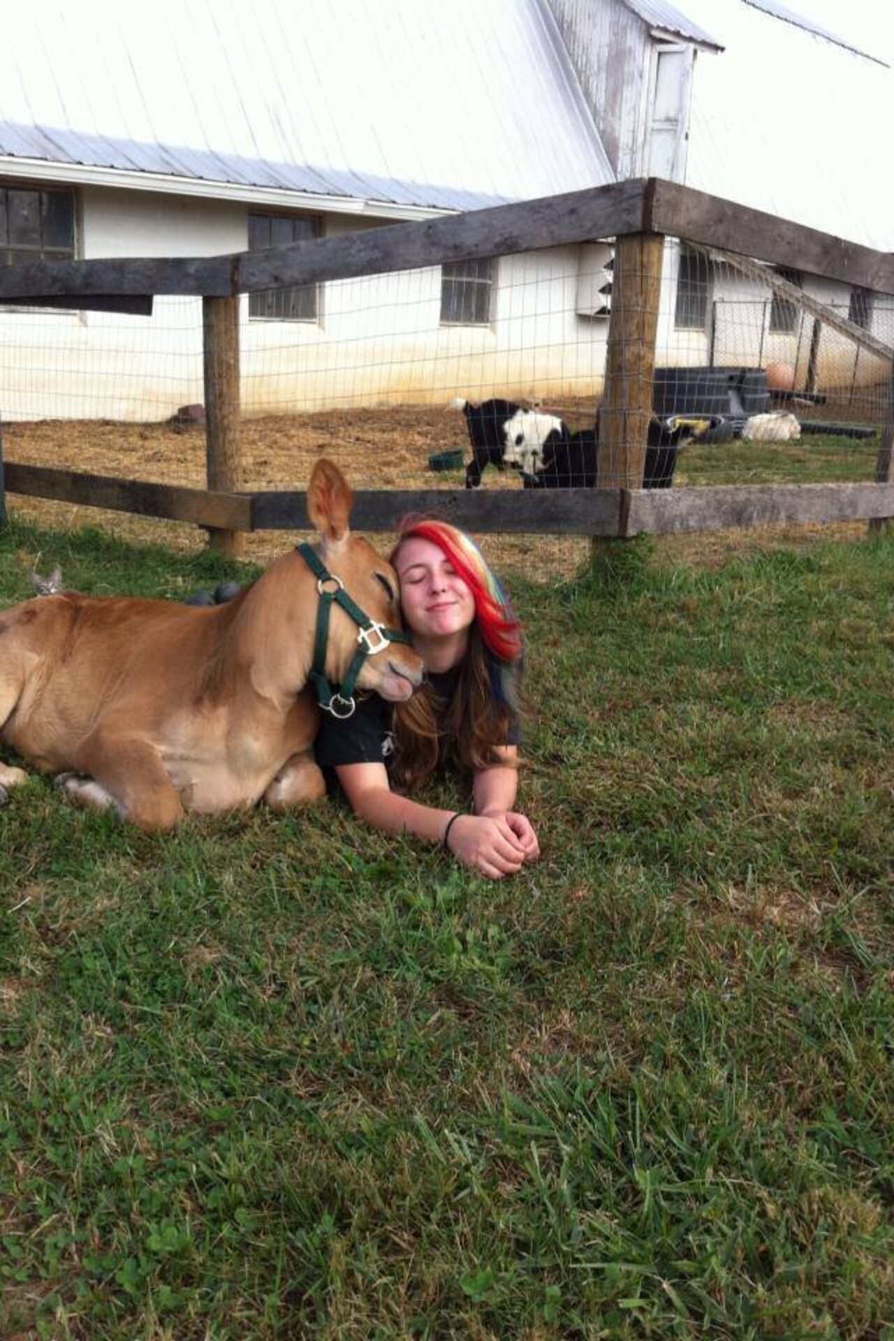 18 Cows You Can't Believe Are Even Real - The Dodo