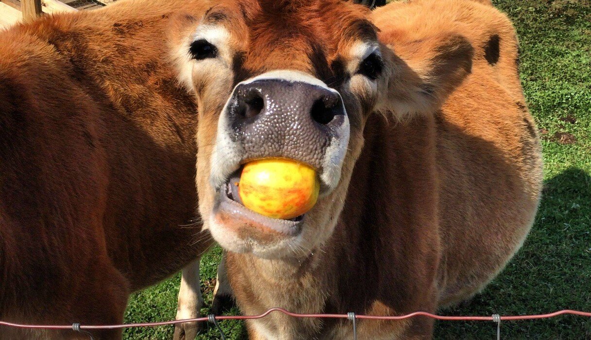 18 Cows You Can't Believe Are Even Real - The Dodo