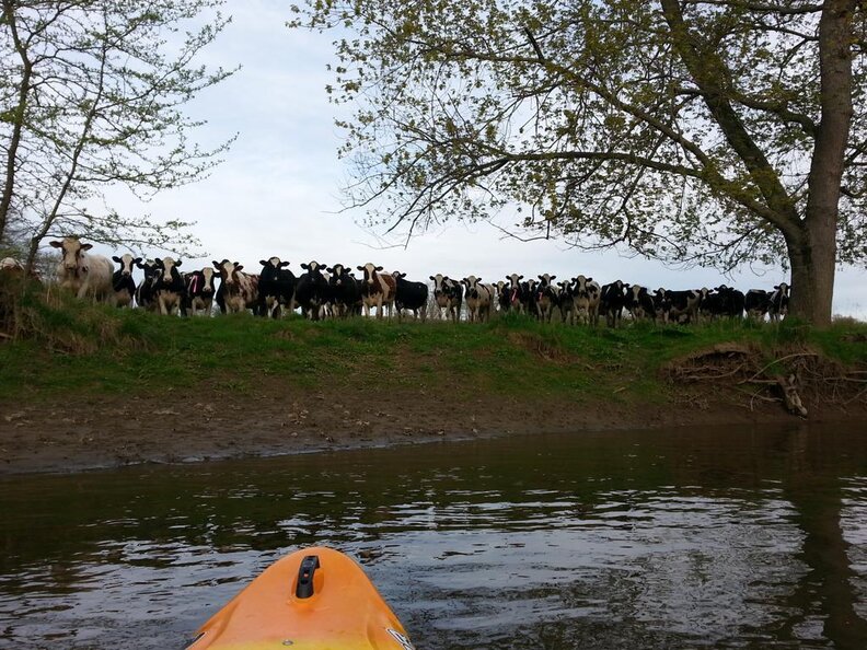 18 Cows You Can't Believe Are Even Real - The Dodo