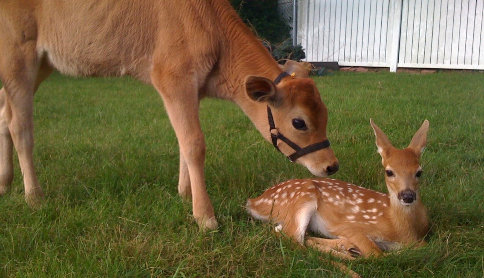 18 Cows You Can't Believe Are Even Real - The Dodo