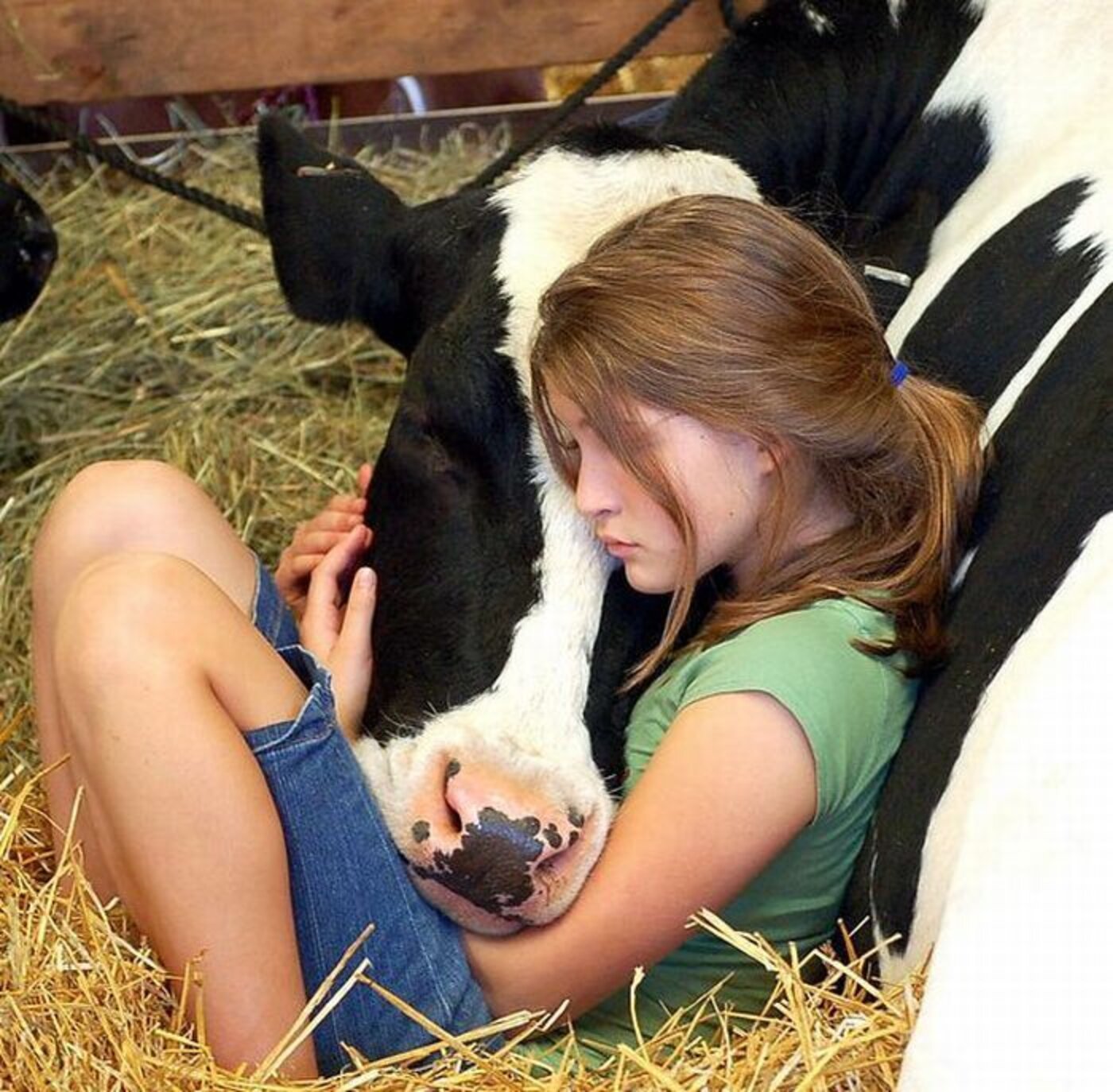 18 Cows You Can't Believe Are Even Real - The Dodo