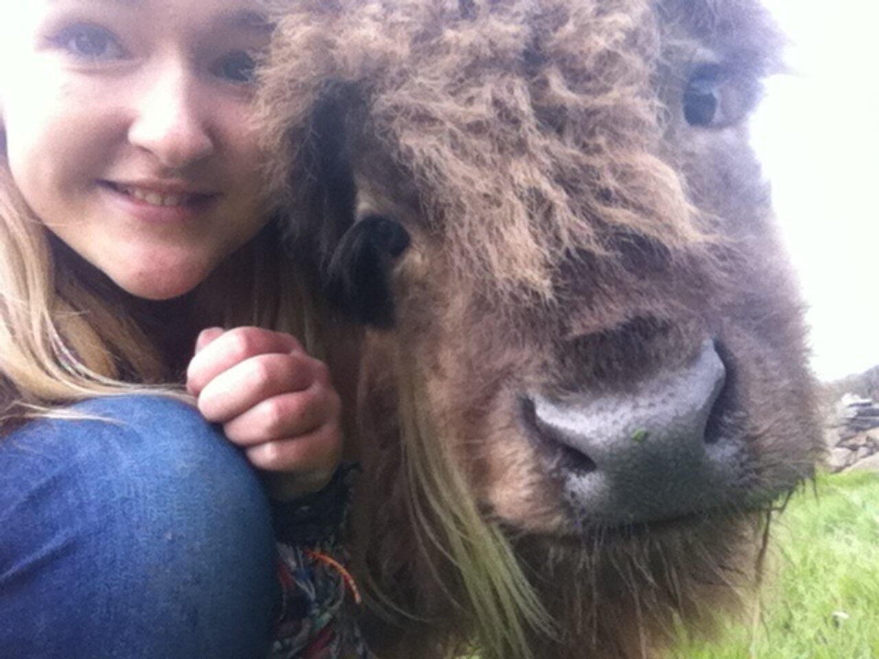 18 Cows You Can't Believe Are Even Real - The Dodo