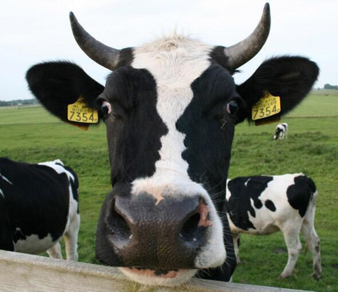 18 Cows You Can't Believe Are Even Real - The Dodo
