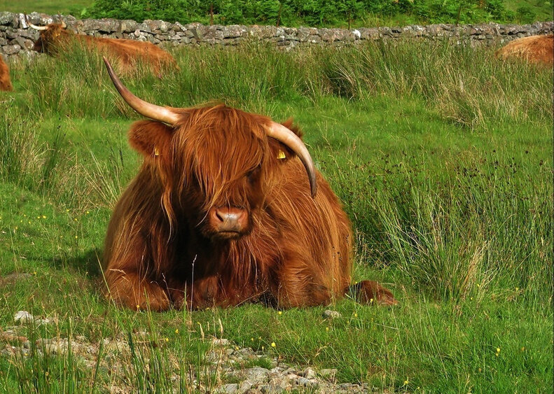 18 Cows You Can't Believe Are Even Real - The Dodo