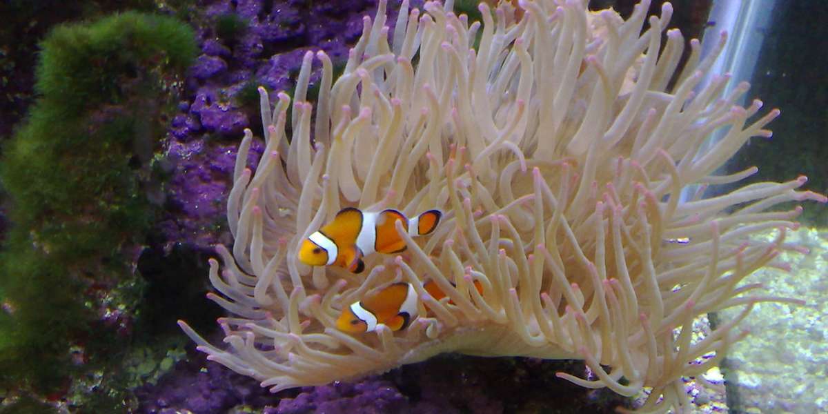 Meet The Real Stars Of 'Finding Nemo' - The Dodo