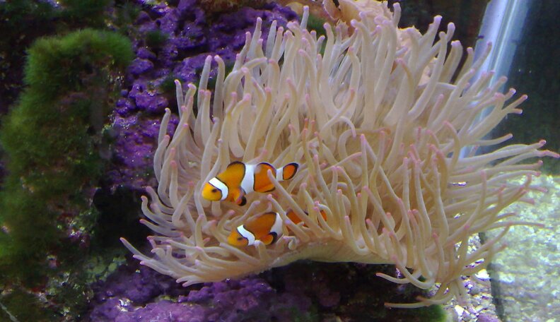 Meet The Real Stars Of 'Finding Nemo' - The Dodo