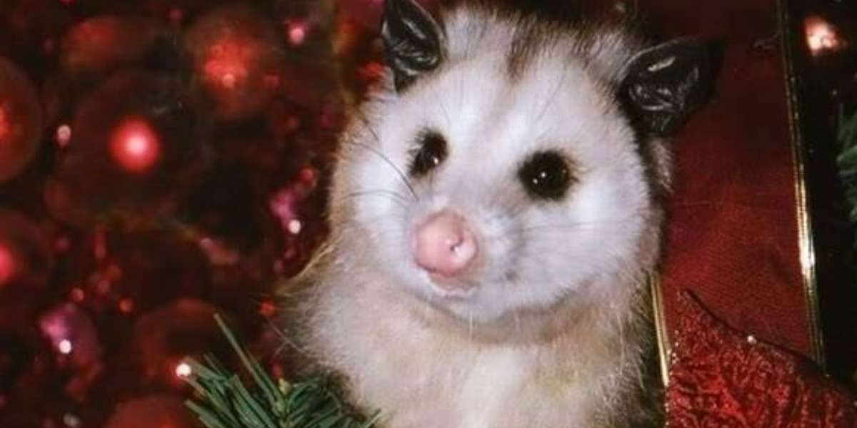 New Year's Eve 'Possum Drop' Organizer Says Animal Will Be Killed ...