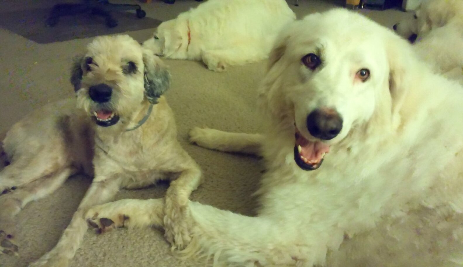 Photos Capture Abandoned Dog's New Life Filled With Love - The Dodo