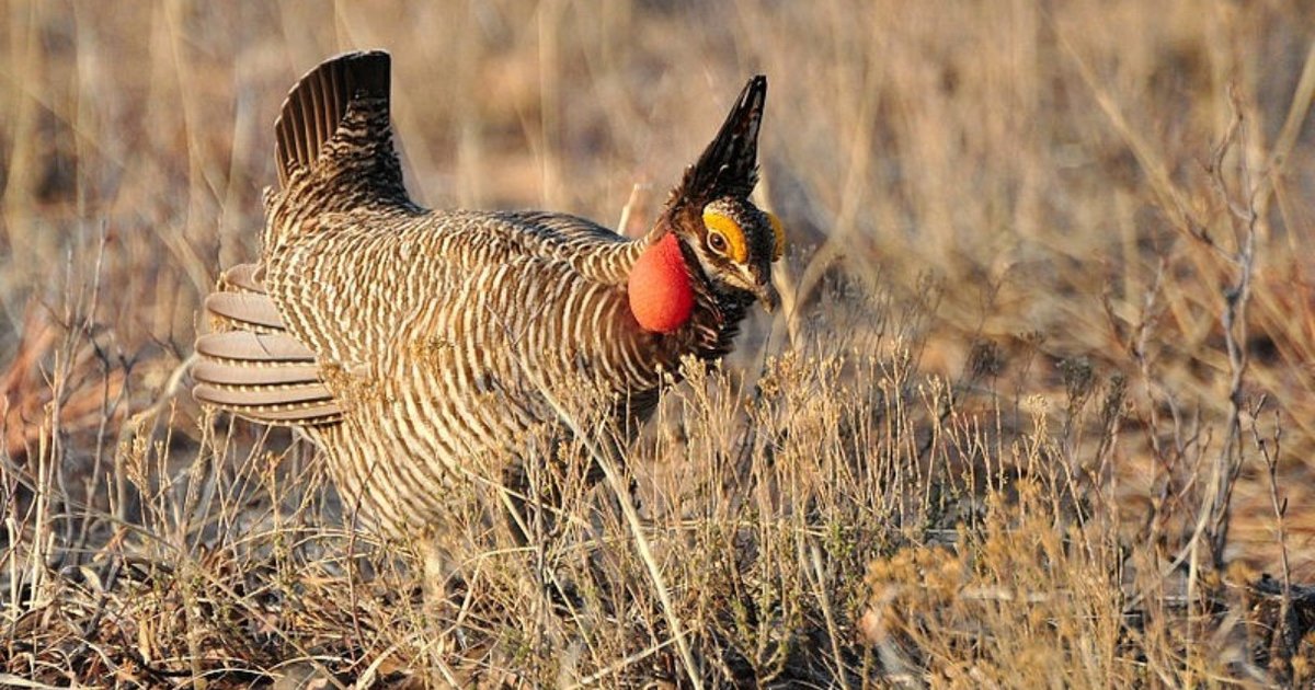 Prairie Chicken Protected Under Endangered Species Act Amid Controversy ...