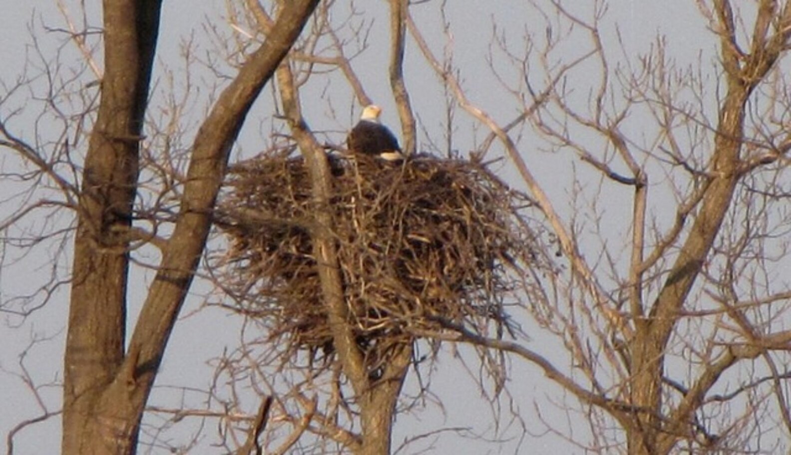 13 Things Every American Should Know About Bald Eagles - The Dodo