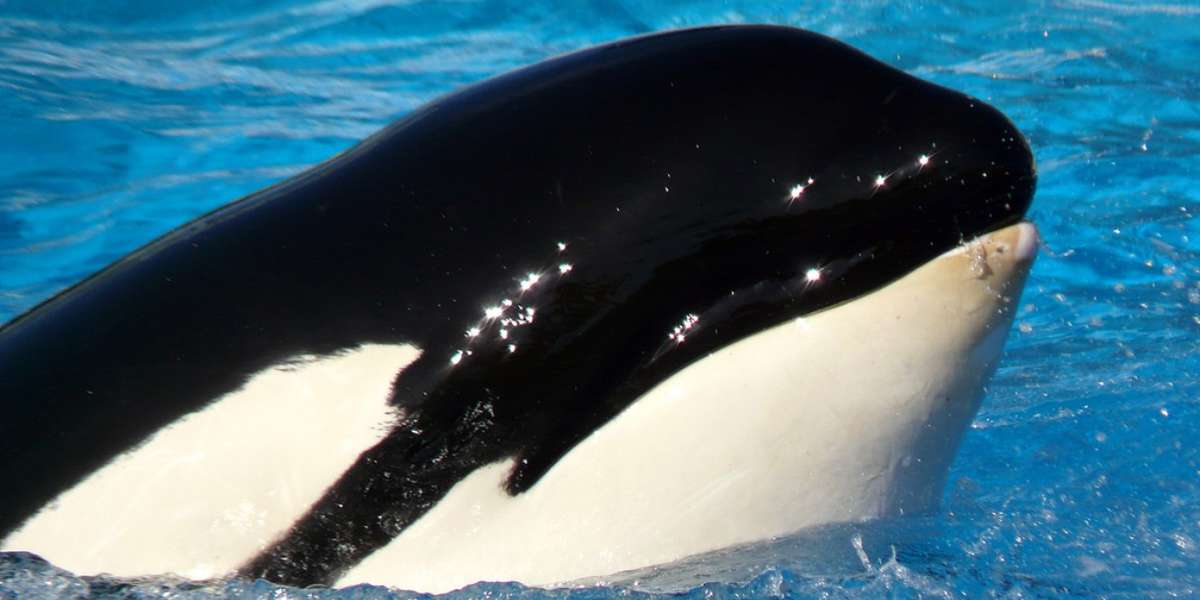 Pressure Mounts To Free 50-Year-Old Orca As SeaWorld Flails - The Dodo