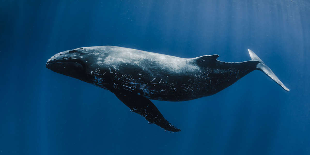 Lonely Whale With No Friends One Step Closer To Having His Voice Heard ...