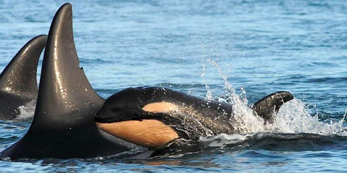 This Wild Orca Family Is Starving — But There's A Simple Way To Help ...