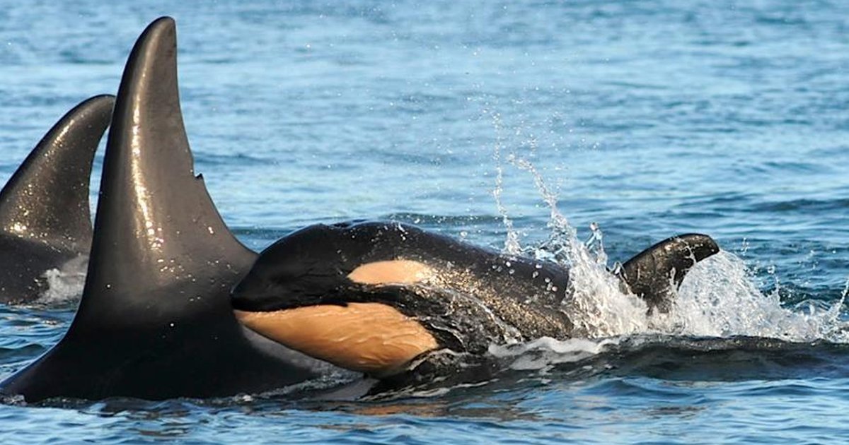This Wild Orca Family Is Starving — But There's A Simple Way To Help ...