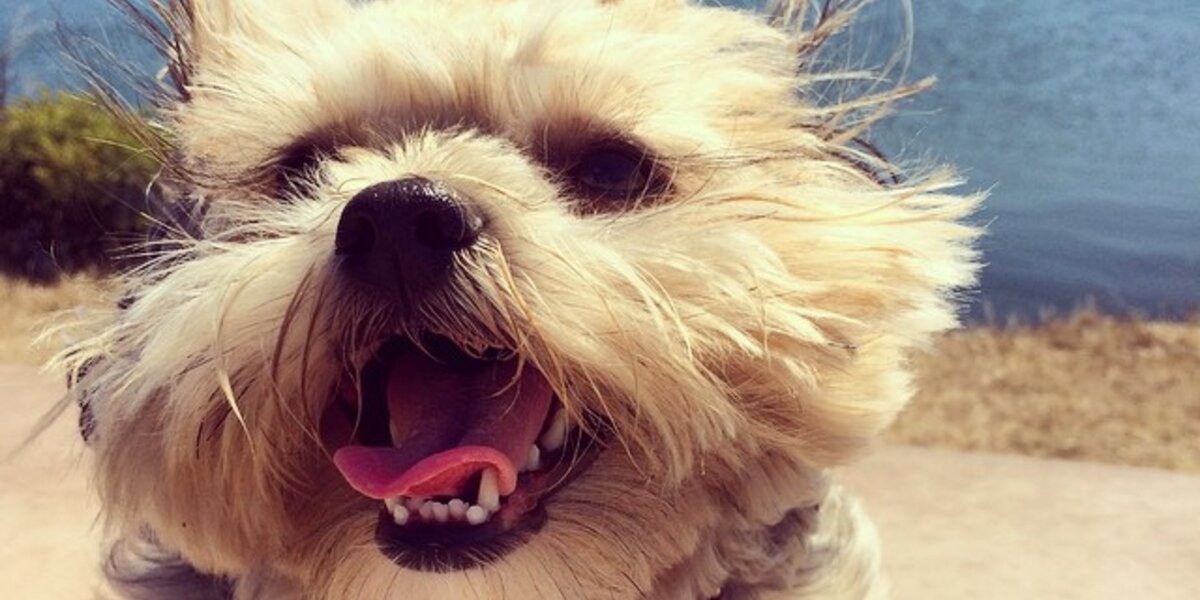 Ocean breeze #puppyprobs - The Dodo