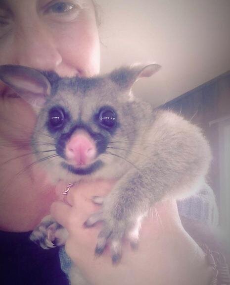 Baby Possums Snuggle Together After Losing Their Moms - The Dodo