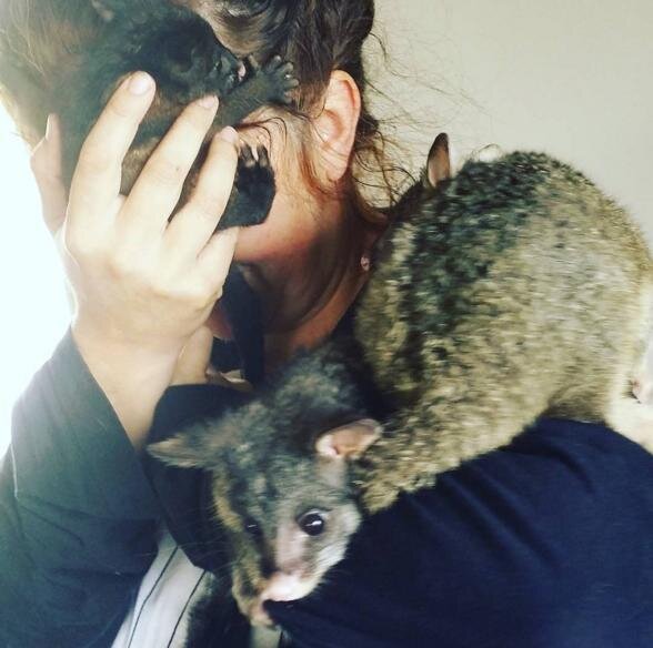 Baby Possums Snuggle Together After Losing Their Moms - The Dodo