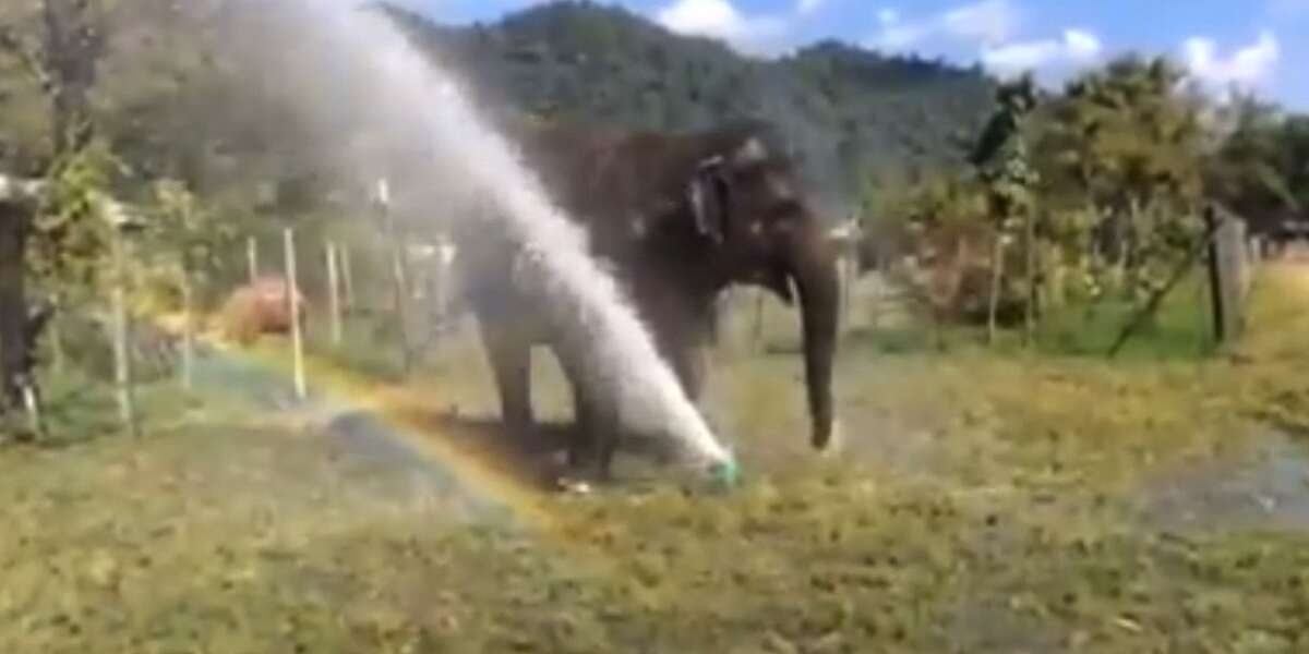 Freed Elephant Discovers The Joy Of Dancing In Sprinklers - The Dodo