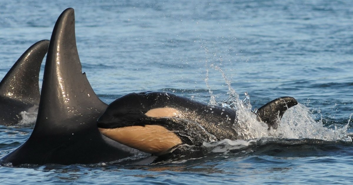 Baby Orca Is Newest Member Of Beautiful Wild Family - The Dodo