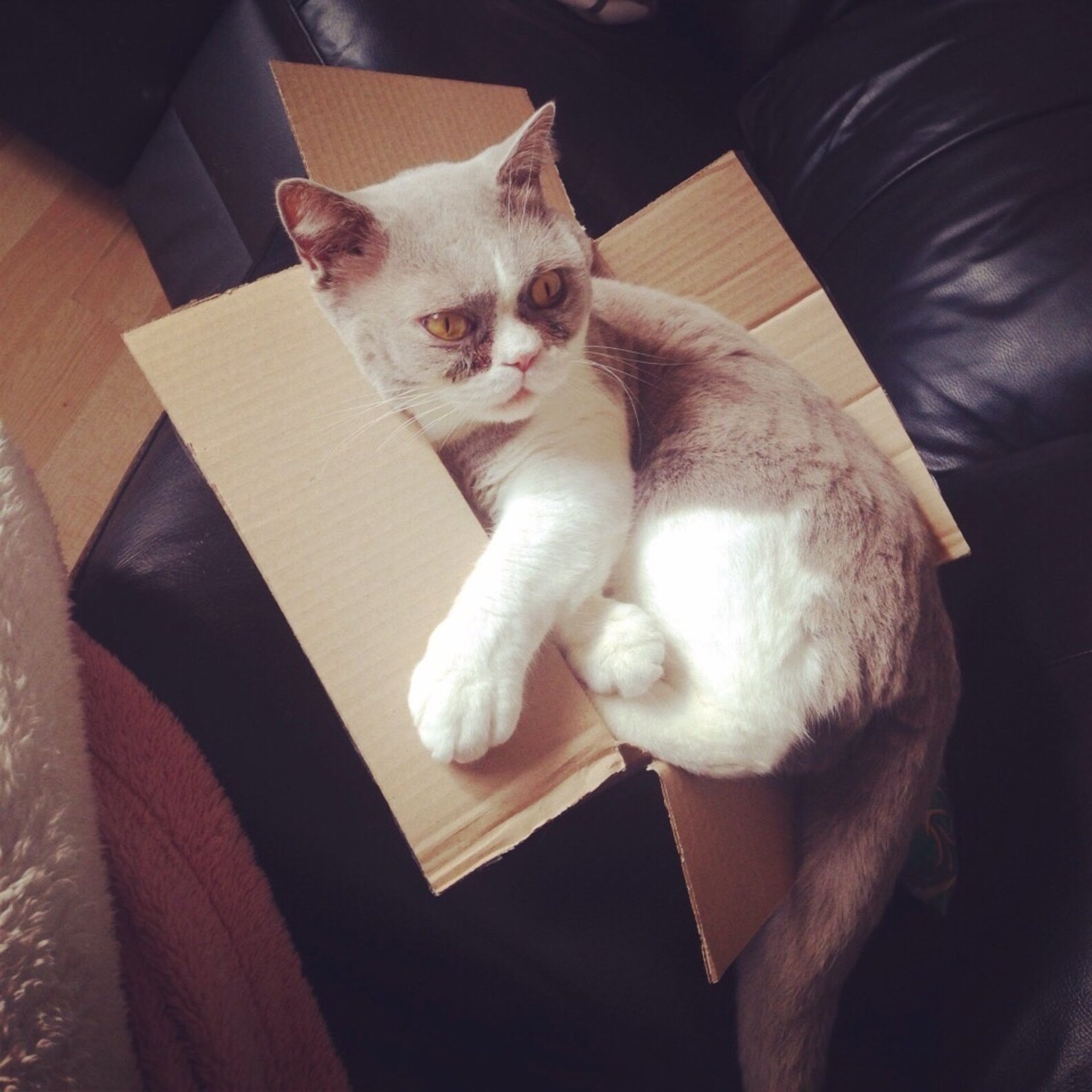 15 Cats Who Refuse To Accept That Their Boxes Are Too Small - The Dodo