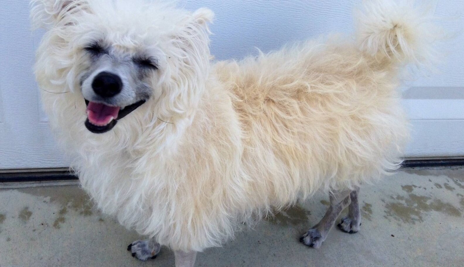 12 Dogs Who Don't Even Look Like Dogs - The Dodo
